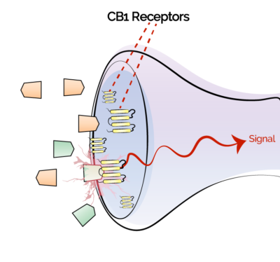 What are CB1 and CB2 Receptors? ⋆ OK to Grow