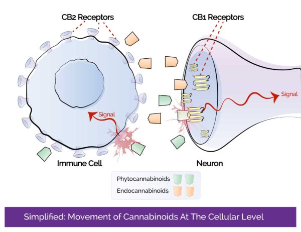 What are CB1 and CB2 Receptors? ⋆ OK to Grow