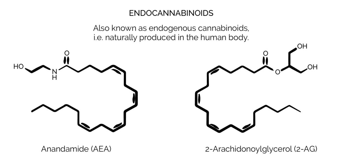 How do Cannabinoids help regulate bodily functions? ⋆ OK to Grow